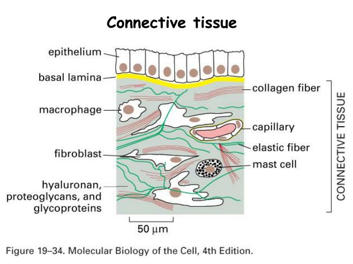 PPT - Chapter 19: Cell junctions and the extracellular matrix ...