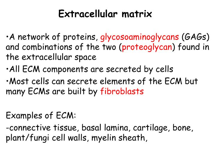 PPT - Chapter 19: Cell junctions and the extracellular matrix ...