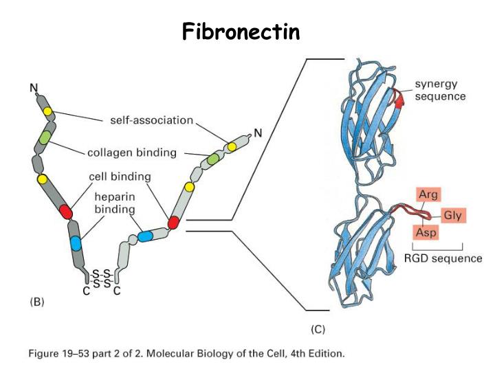 PPT - Chapter 19: Cell junctions and the extracellular matrix ...