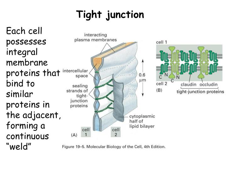 PPT - Chapter 19: Cell junctions and the extracellular matrix ...