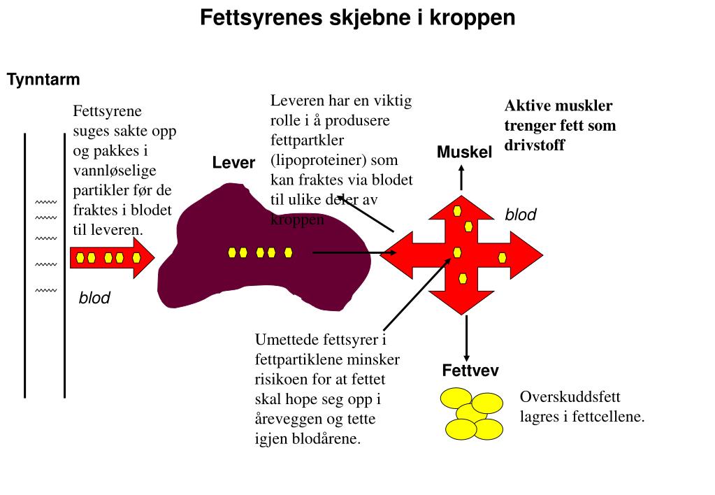 PPT - Fett og helse Det er ikke ett fett. PowerPoint Presentation, free ...