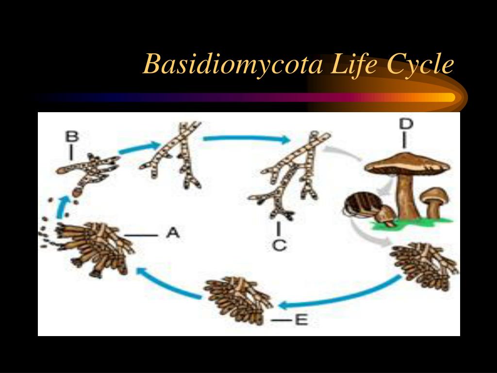 PPT - Fungus – Mycology-BIOLOGY 11 PowerPoint Presentation, free ...