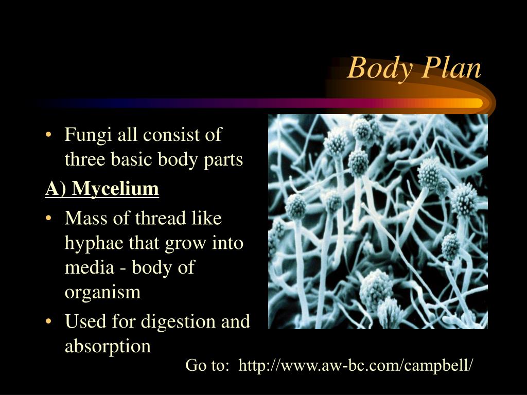 PPT - Fungus – Mycology-BIOLOGY 11 PowerPoint Presentation, free ...