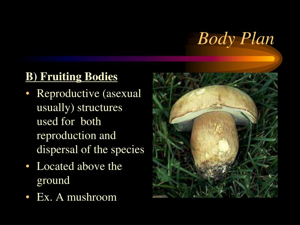PPT - Fungus – Mycology-BIOLOGY 11 PowerPoint Presentation, free ...