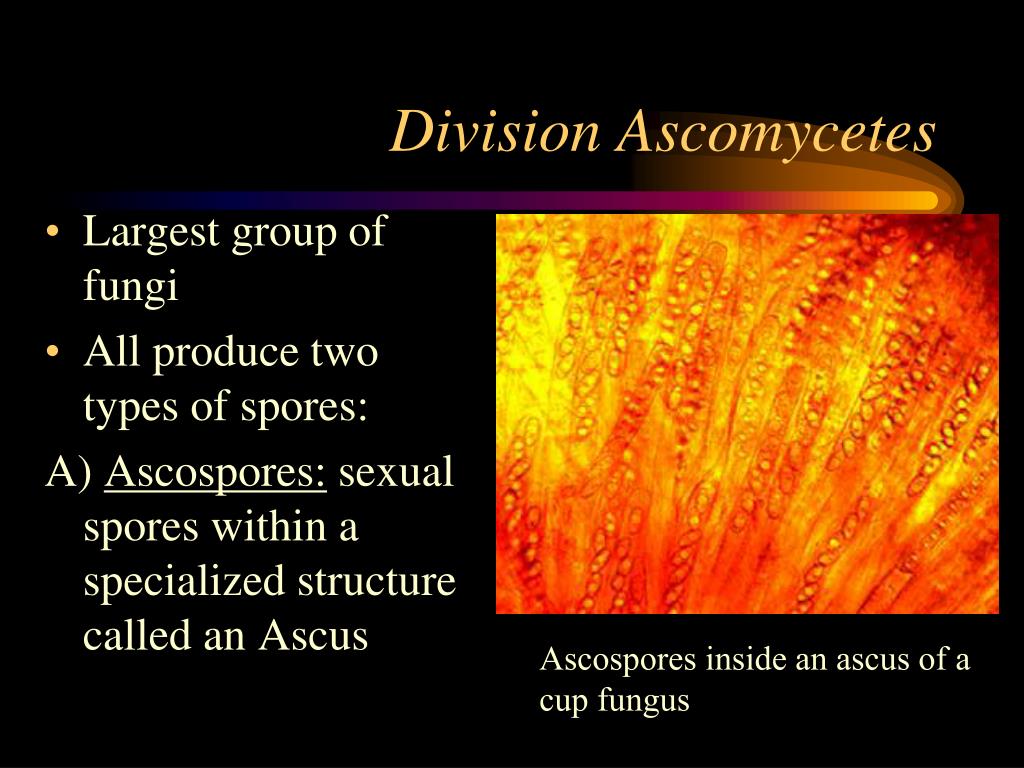 PPT - Fungus – Mycology-BIOLOGY 11 PowerPoint Presentation, free ...