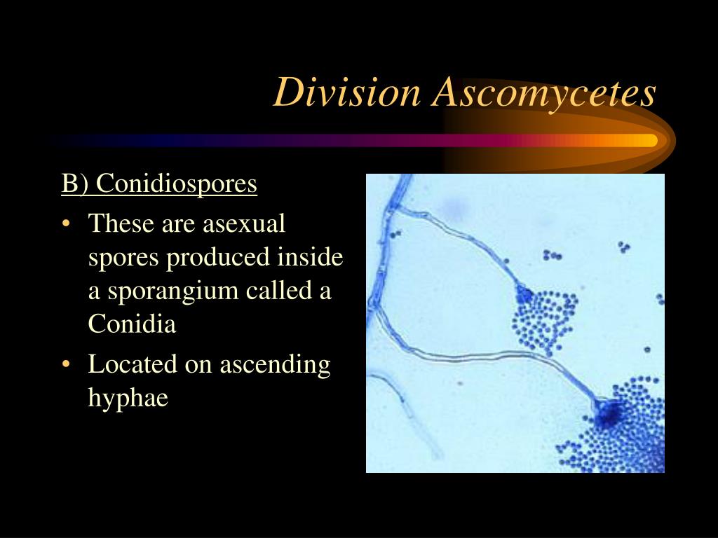 PPT - Fungus – Mycology-BIOLOGY 11 PowerPoint Presentation, free ...