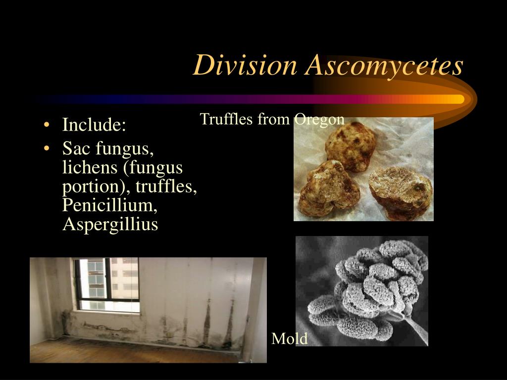 PPT - Fungus – Mycology-BIOLOGY 11 PowerPoint Presentation, free ...