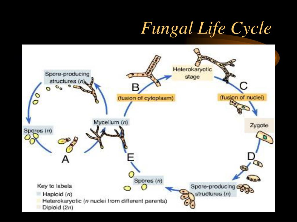 PPT - Fungus – Mycology-BIOLOGY 11 PowerPoint Presentation, free ...
