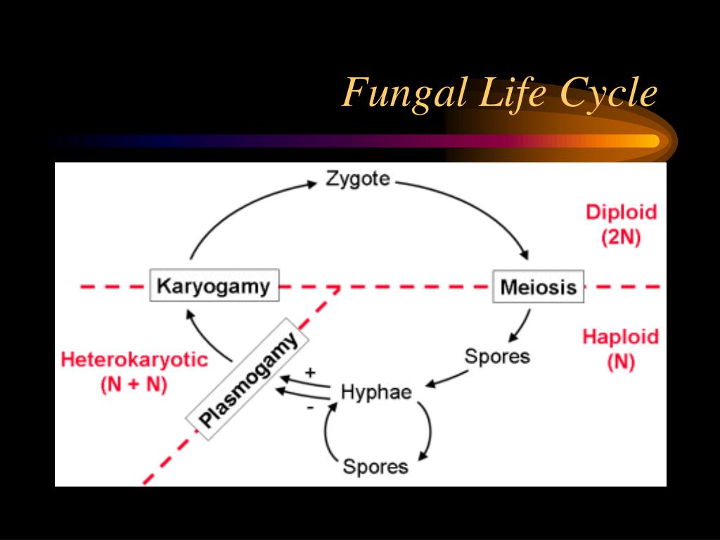 PPT - Fungus – Mycology-BIOLOGY 11 PowerPoint Presentation, free ...