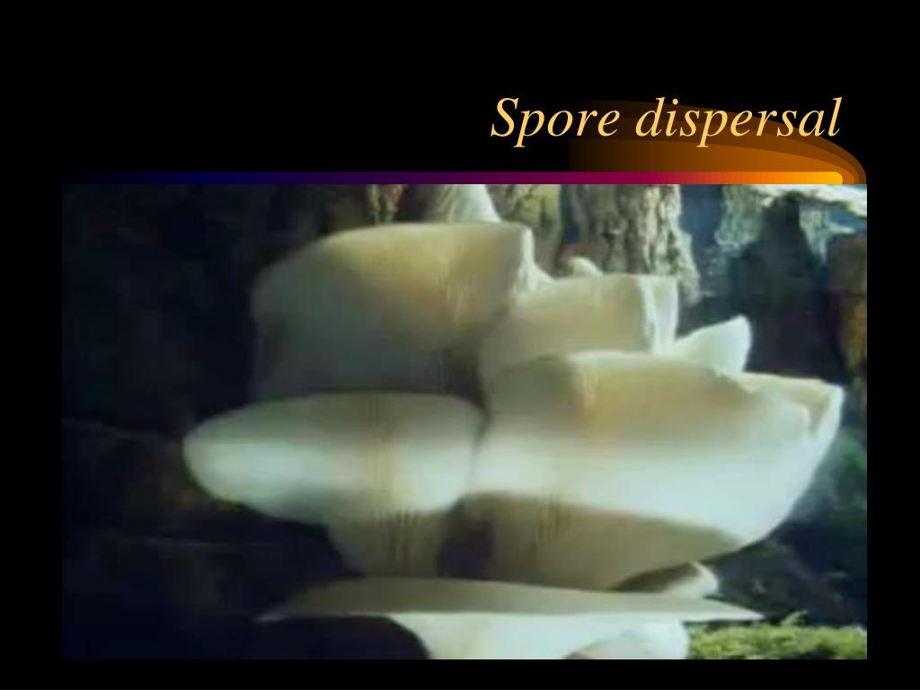 PPT - Fungus – Mycology-BIOLOGY 11 PowerPoint Presentation, free ...