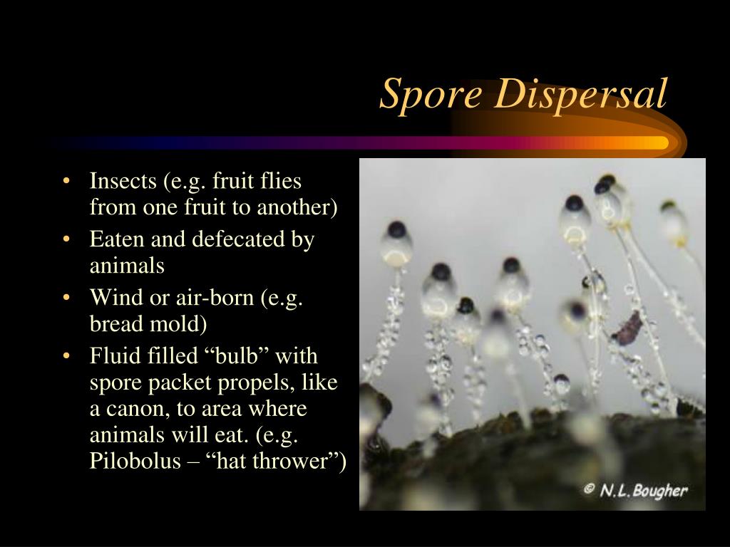 PPT - Fungus – Mycology-BIOLOGY 11 PowerPoint Presentation, free ...