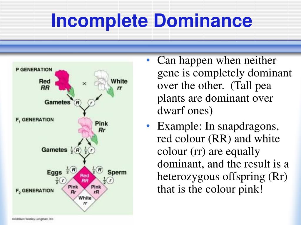 PPT - Genetics After Mendel PowerPoint Presentation, free download - ID ...