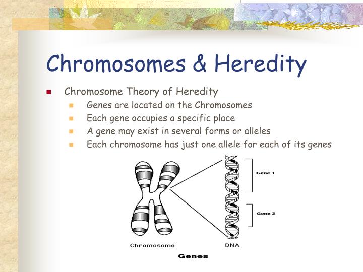 Ppt Chromosomes And Heredity Powerpoint Presentation Free Download
