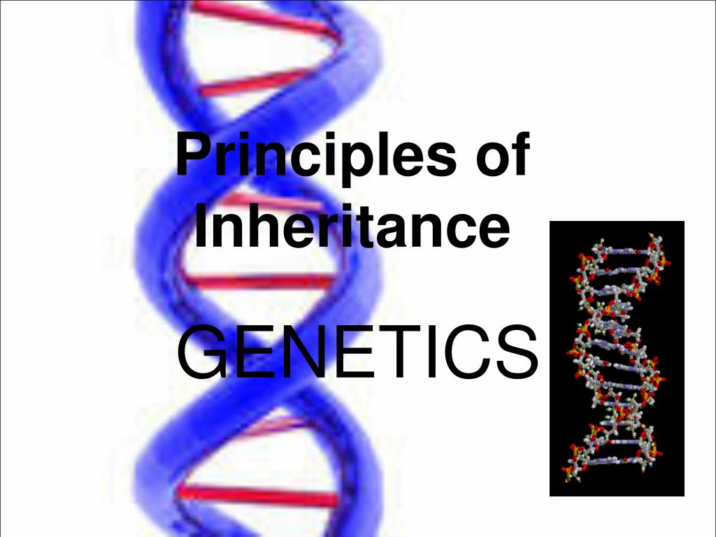 Ppt Principles Of Inheritance Powerpoint Presentation Free Download