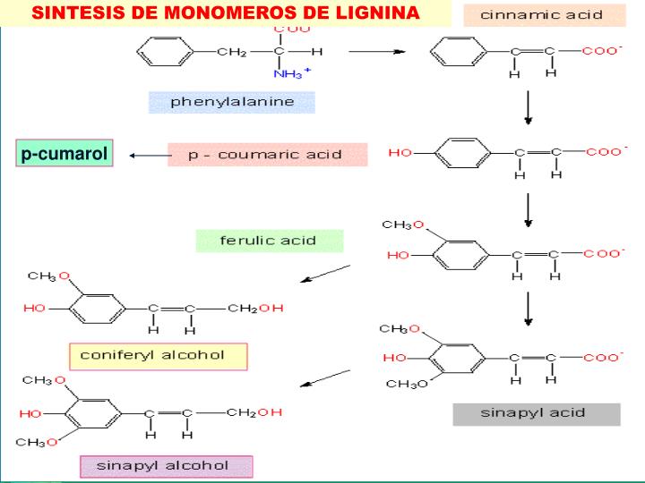 PPT - CLASIFICACION DE LAS CELULAS SEGÚN SUS CARACTERISTICAS ...
