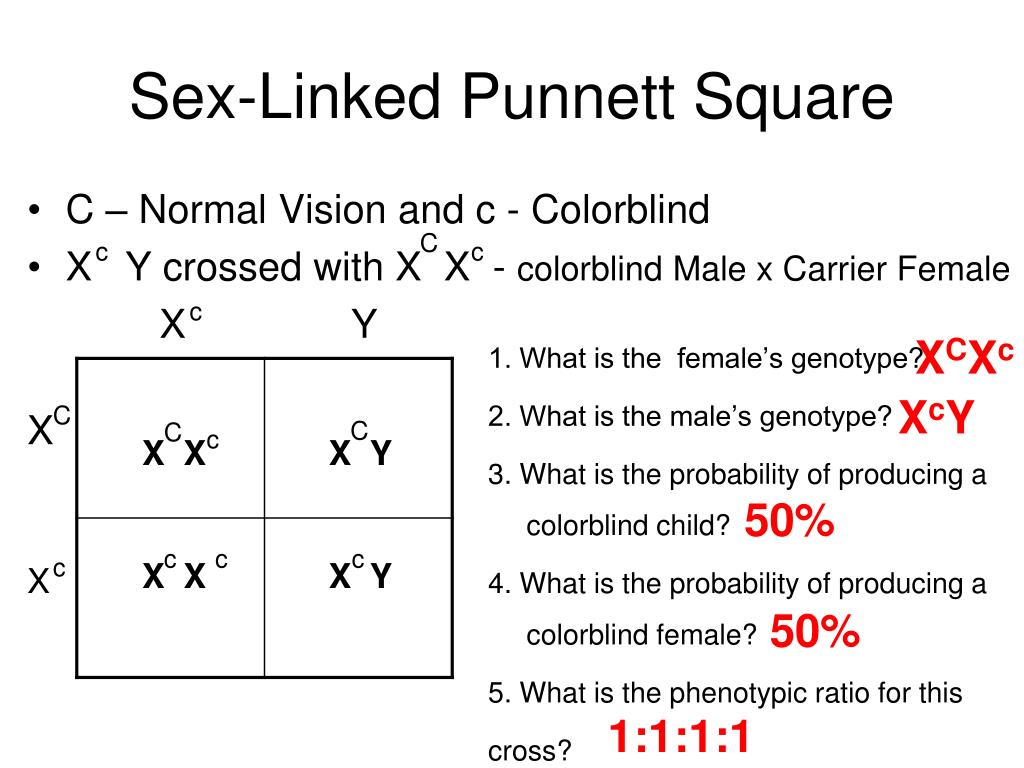 Ppt Mendelian Genetics Powerpoint Presentation Free Download Id