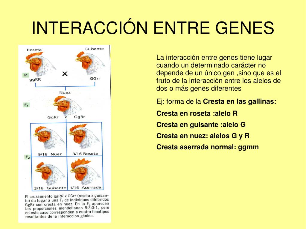 PPT - GENÉTICA Y LA QUÍMICA DE LA HERENCIA PowerPoint Presentation ...