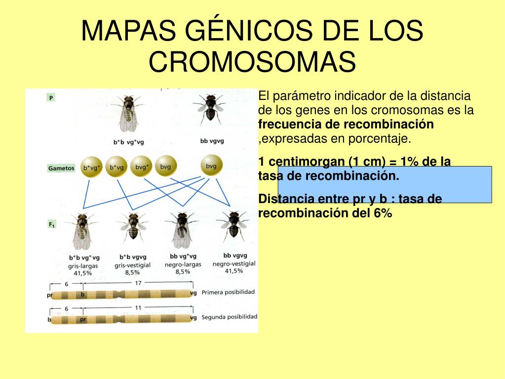 PPT - GENÉTICA Y LA QUÍMICA DE LA HERENCIA PowerPoint Presentation ...