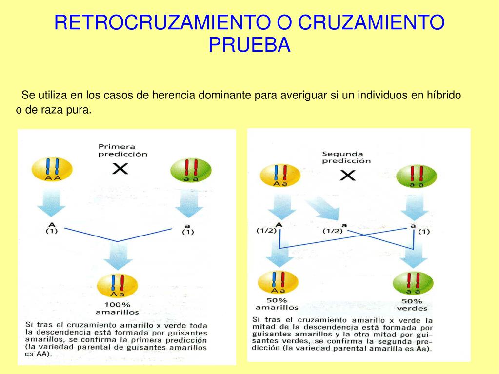 PPT - GENÉTICA Y LA QUÍMICA DE LA HERENCIA PowerPoint Presentation ...