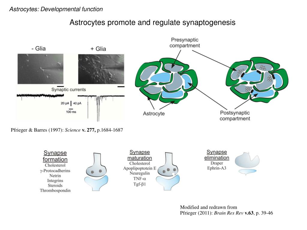 PPT - Cell biology and physiology of astroglia PowerPoint Presentation ...