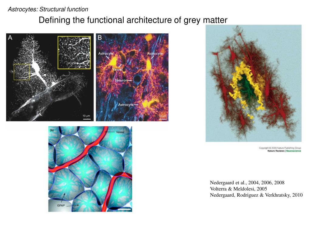 PPT - Cell biology and physiology of astroglia PowerPoint Presentation ...