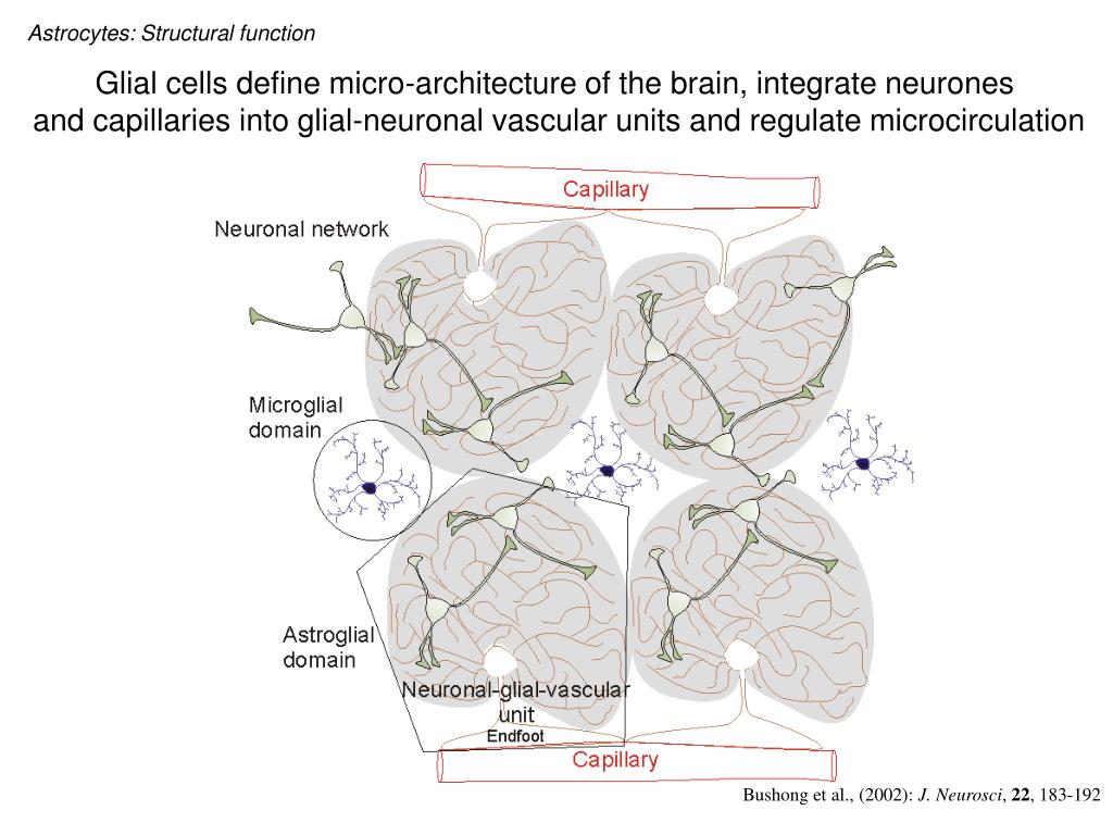 PPT - Cell biology and physiology of astroglia PowerPoint Presentation ...