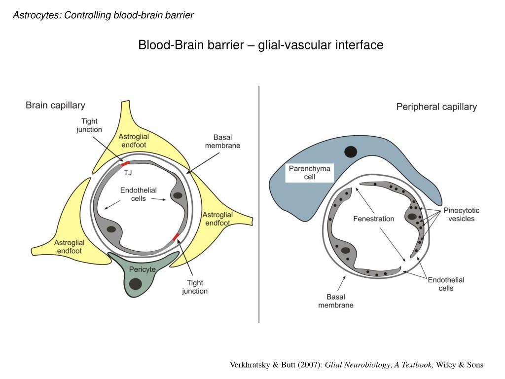 PPT - Cell biology and physiology of astroglia PowerPoint Presentation ...