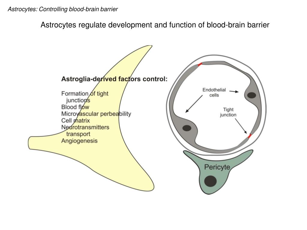 PPT - Cell biology and physiology of astroglia PowerPoint Presentation ...
