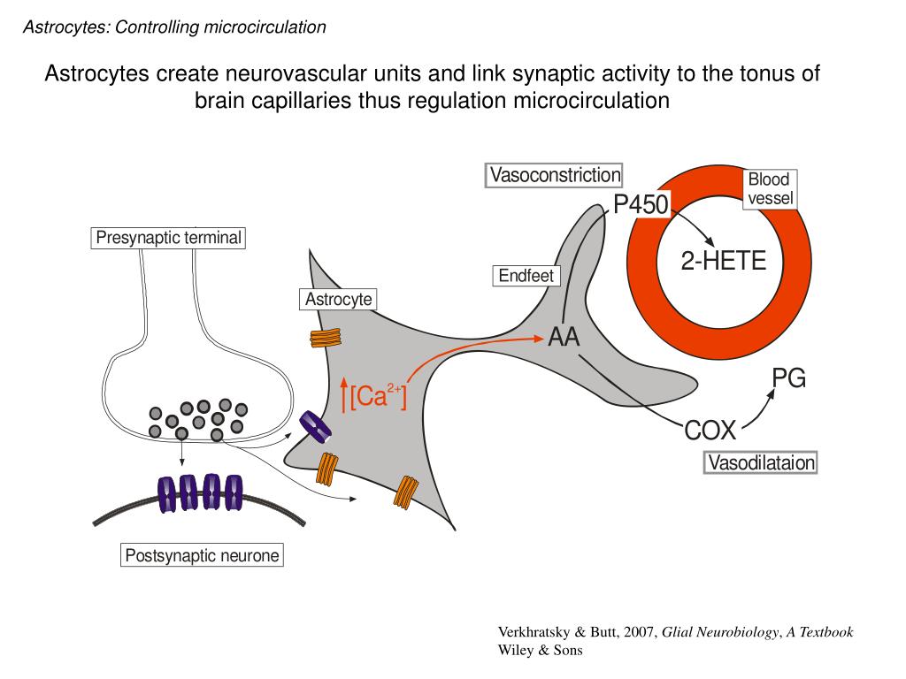 PPT - Cell biology and physiology of astroglia PowerPoint Presentation ...