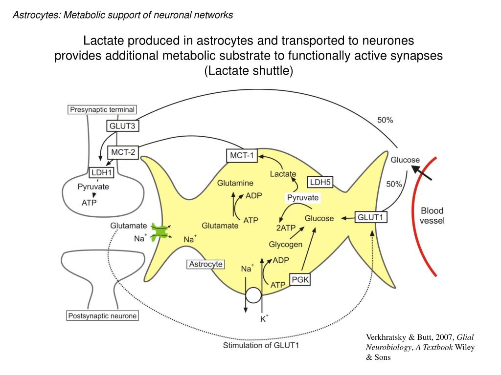 PPT - Cell biology and physiology of astroglia PowerPoint Presentation ...
