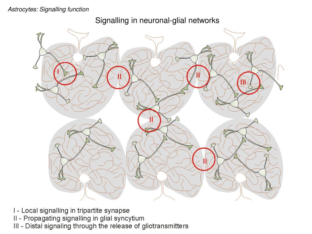 PPT - Cell biology and physiology of astroglia PowerPoint Presentation ...
