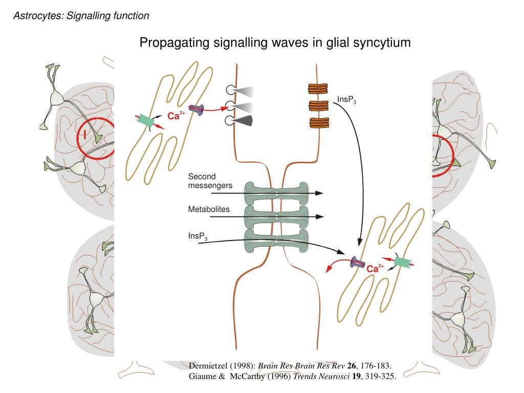 PPT - Cell biology and physiology of astroglia PowerPoint Presentation ...