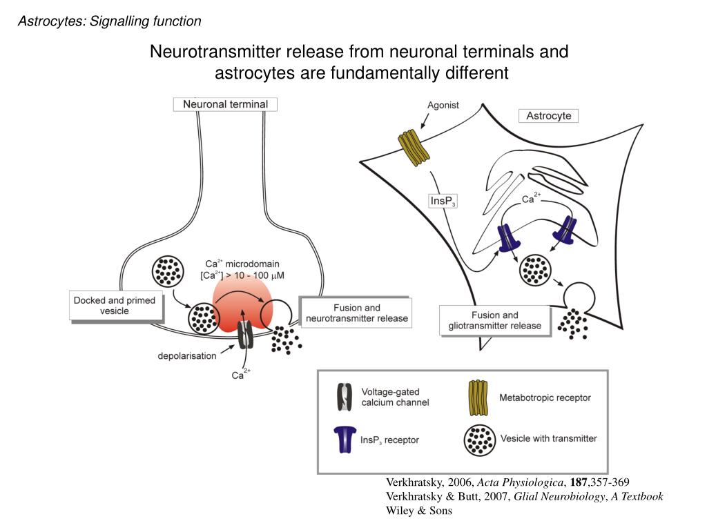 PPT - Cell biology and physiology of astroglia PowerPoint Presentation ...