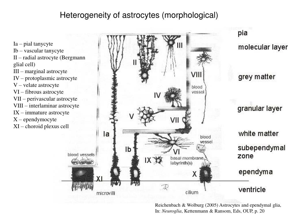 PPT - Cell biology and physiology of astroglia PowerPoint Presentation ...