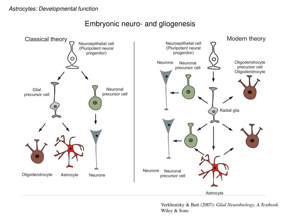 PPT - Cell biology and physiology of astroglia PowerPoint Presentation ...