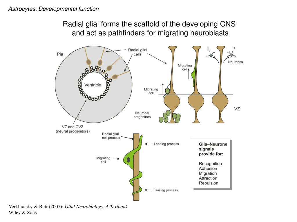 PPT - Cell biology and physiology of astroglia PowerPoint Presentation ...
