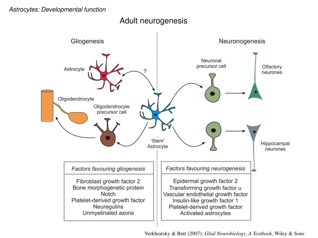 PPT - Cell biology and physiology of astroglia PowerPoint Presentation ...