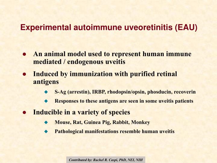 PPT - Experimental autoimmune uveitis as a model of human uveitis ...