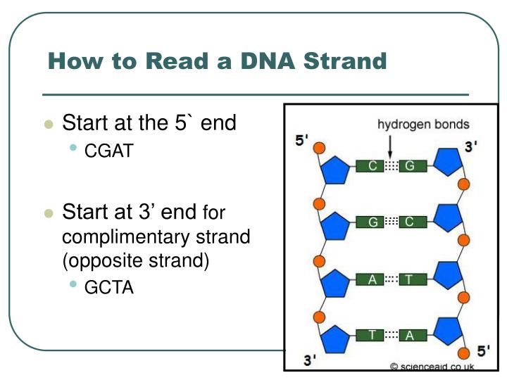 PPT - DNA Structure & Function PowerPoint Presentation - ID:3599197