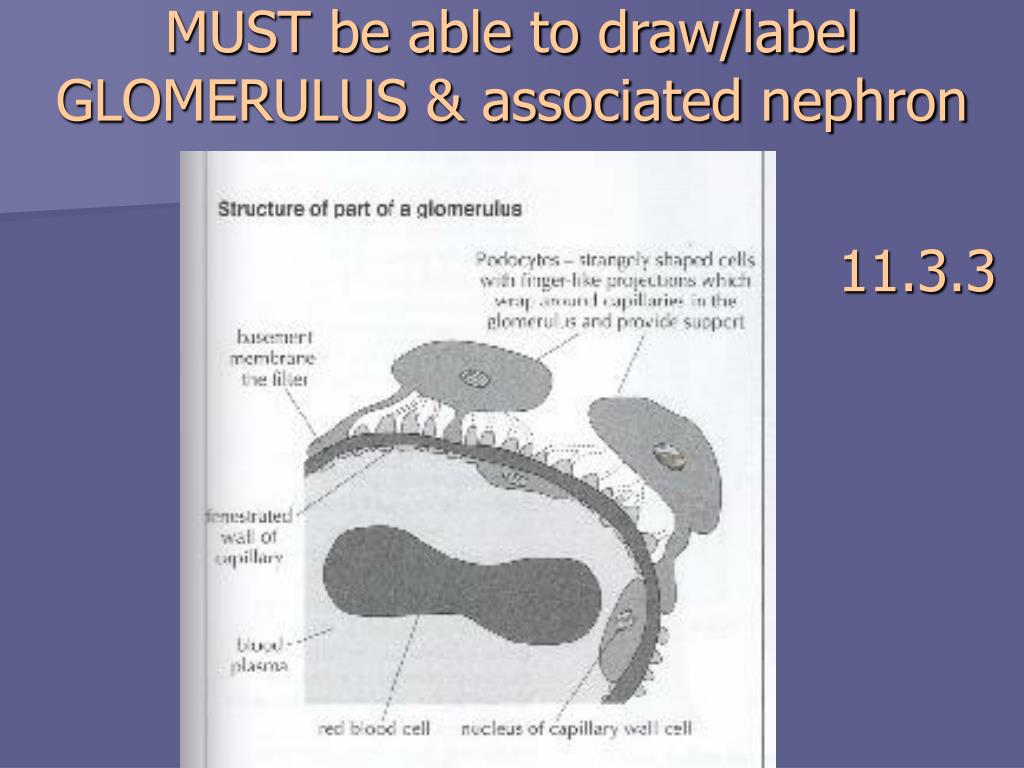 PPT - Homeostasis and Excretion: Focus on the Kidney & Nephrons ...
