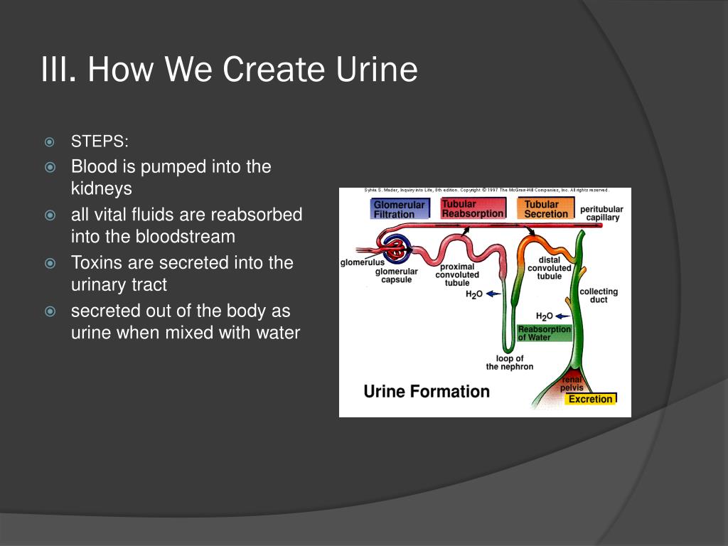 PPT - The Renal System PowerPoint Presentation, free download - ID:3599533