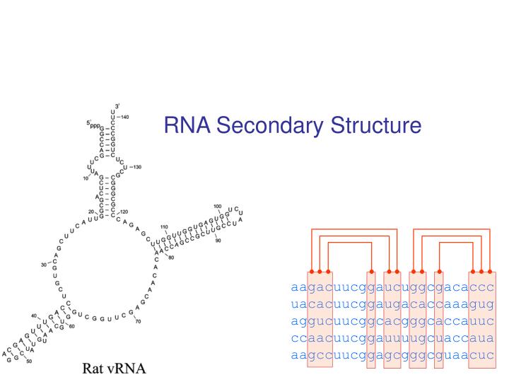 PPT - RNA Secondary Structure PowerPoint Presentation, free download ...