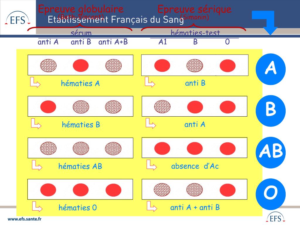 PPT - FORMATION PRATIQUE AU CONTROLE ULTIME PRE- TRANSFUSIONNEL ...