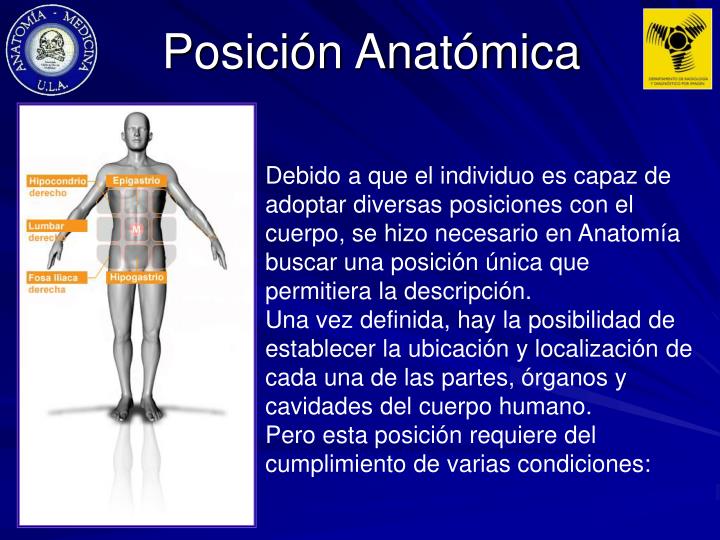 Terminos De Posicion Anatomica - arbol Terminos De Posicion Anatomica - arbol