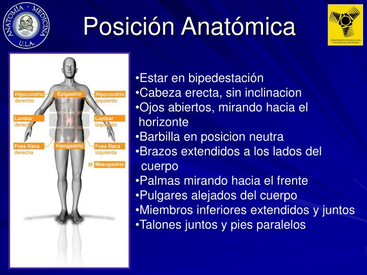 PPT - Definiciones Anatómicas Ejes y Planos de Construcción La Posición ...