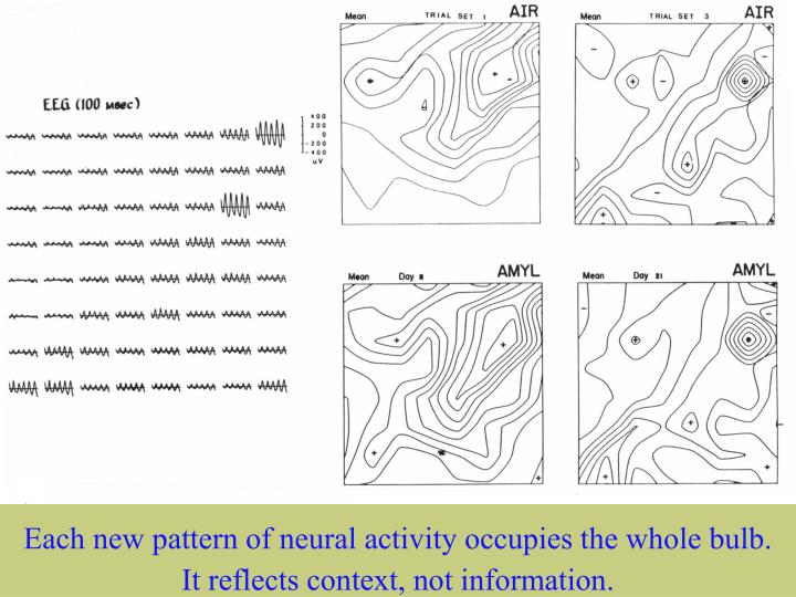 PPT - Spatial patterns of EEG PowerPoint Presentation, free download ...