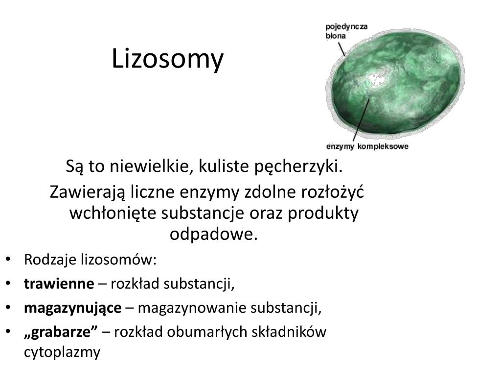 PPT - Jak zbudowane są komórki organizmów? PowerPoint Presentation ...
