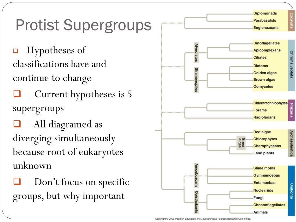 Ppt Protists Powerpoint Presentation Free Download Id3603130