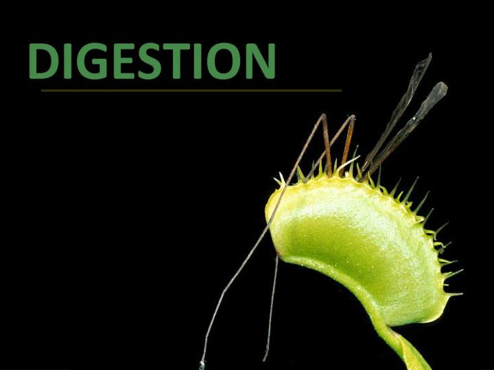 PPT - Digestion PowerPoint Presentation, free download - ID:3603189