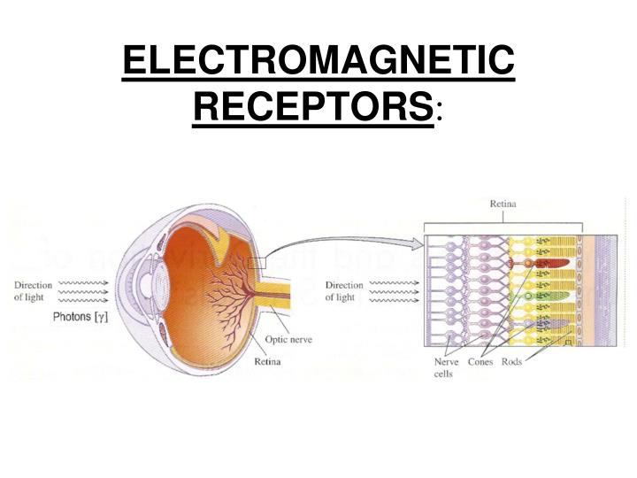 PPT - NOTES: CH 50 - Sensory & Motor Mechanisms! PowerPoint ...